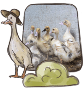 Home - Castleview Open Farm